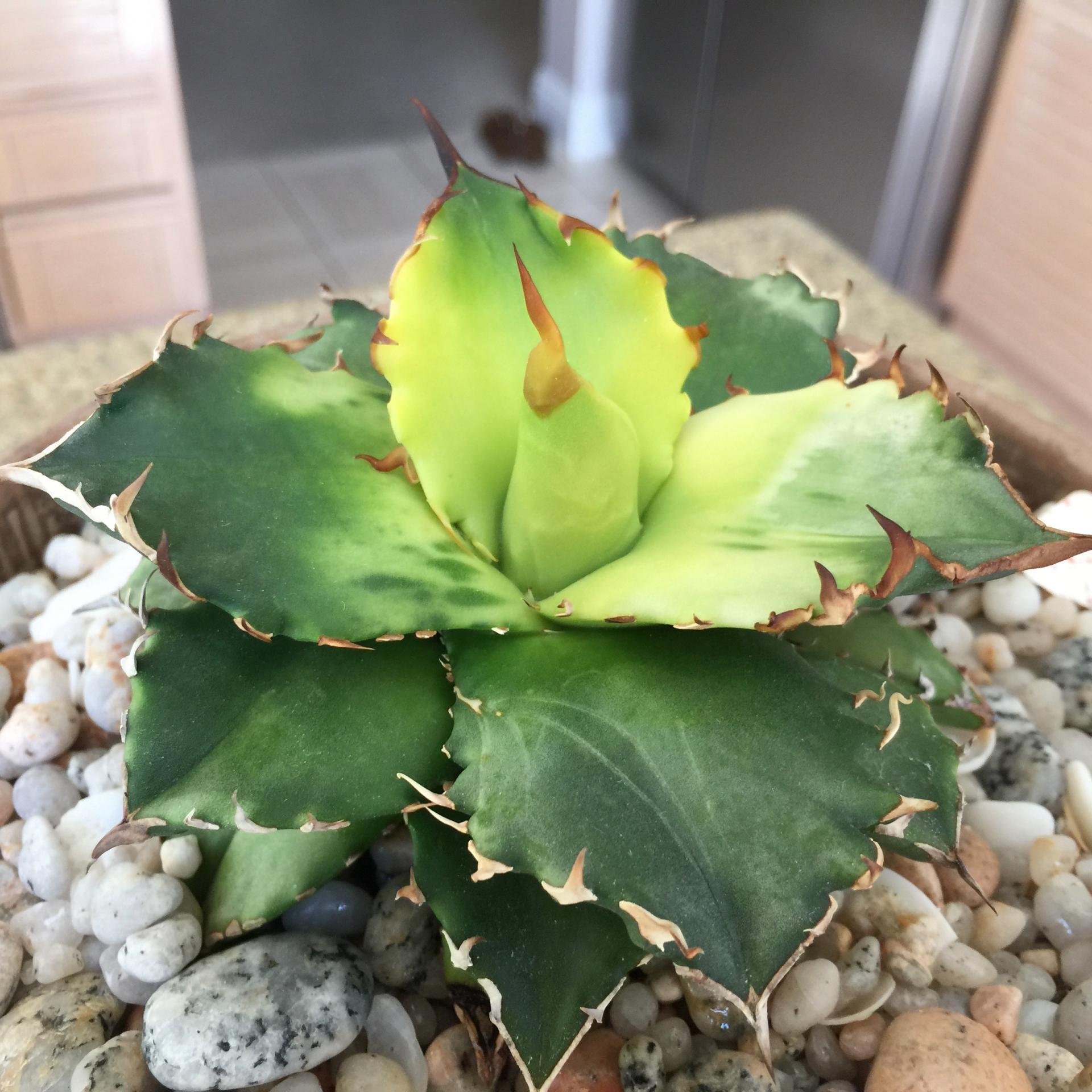 Learn about Agave titanota Sunburst | Sunburst Rancho Tambor Century ...